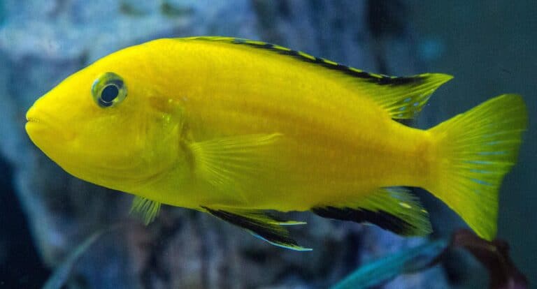 Most Hardy Tropical Fish: The Best Choices For Beginners - Good Fish Keeper