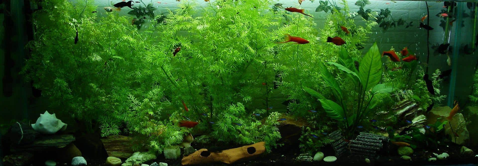 Where are most of the beneficial bacteria in an aquarium? - Good Fish ...