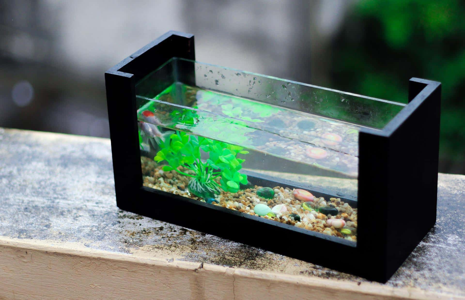 Are Tropical Fish Tanks Hard To Maintain? - Good Fish Keeper