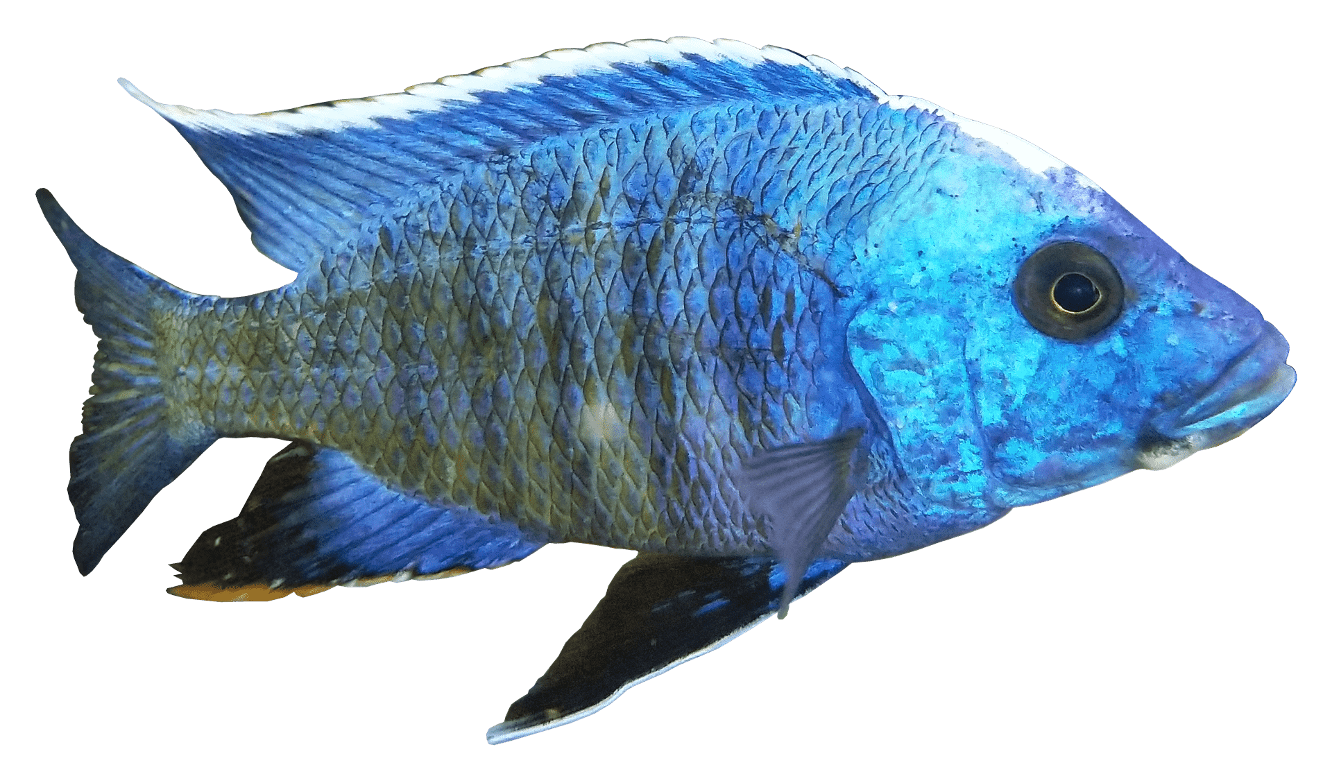 What Is Causing My Fish to Lose Color? - Good Fish Keeper