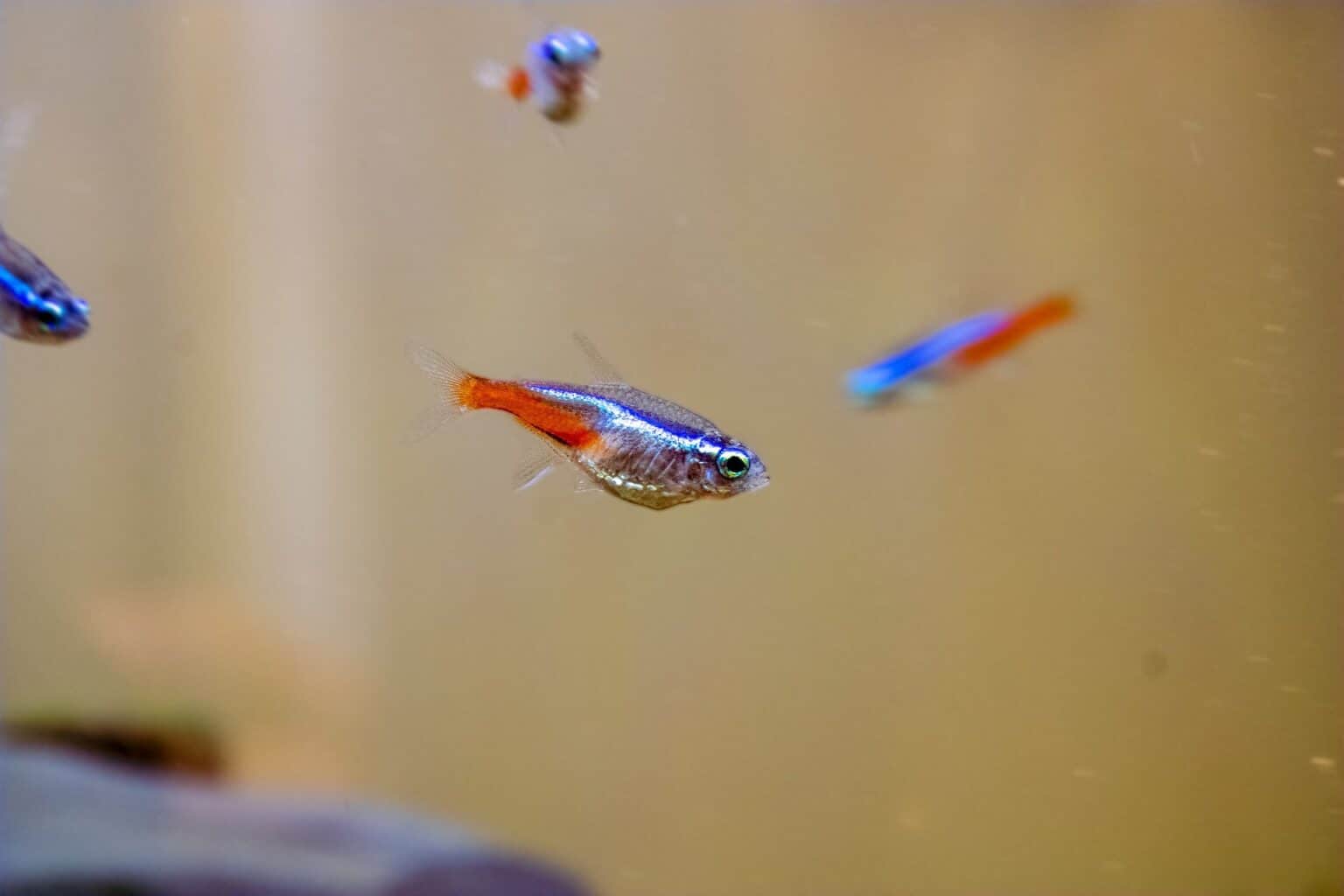 Choosing the Right Tropical Fish for Your Community Aquarium (List of ...