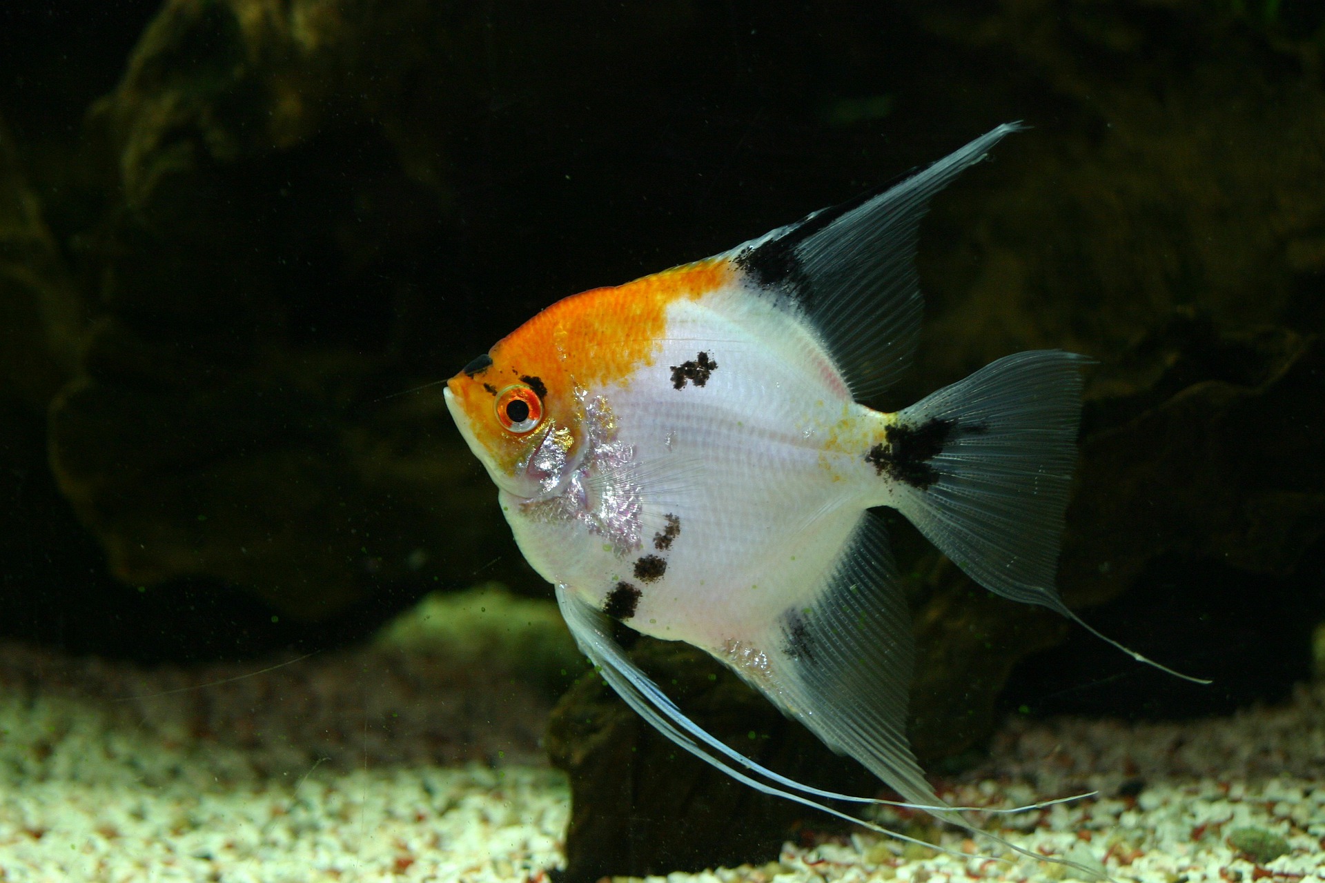 Do Angelfish Poop A Lot? - Good Fish Keeper
