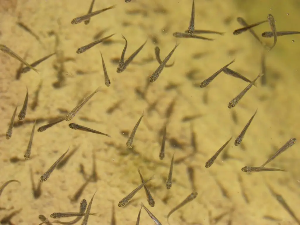 The Diet of Tropical Fish - Good Fish Keeper