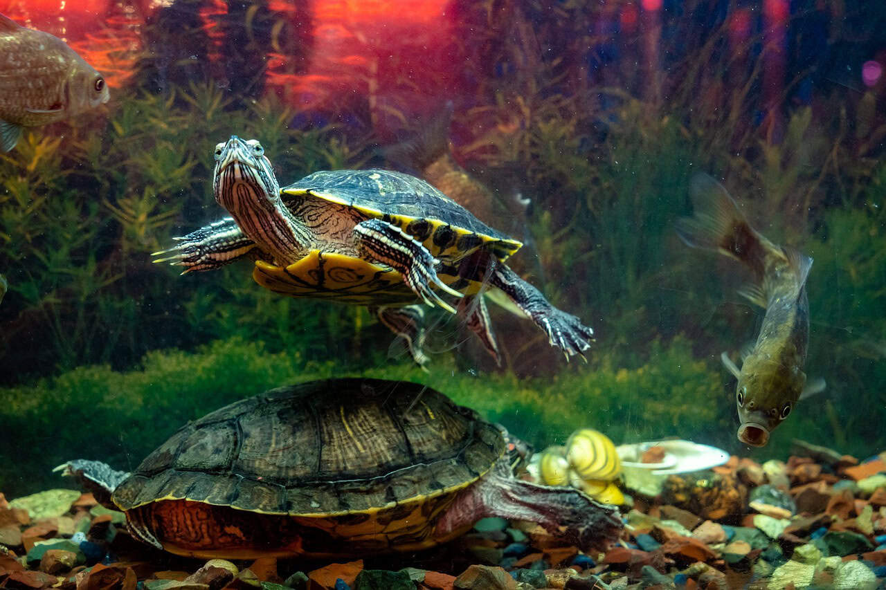 Is It Possible for Tropical Fish and Turtles to Coexist - Good Fish Keeper